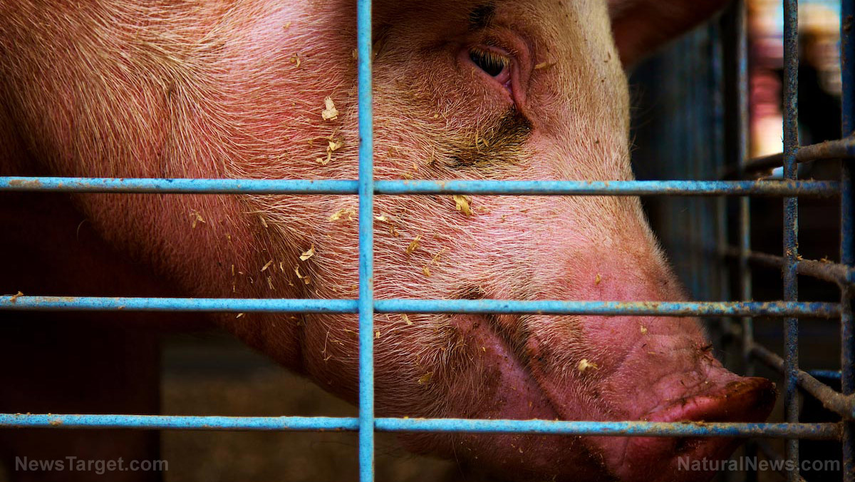 GM Mutant Pigs Being Bred In Cambodia Are Hardly Recognizable Muscles GM Mutant Pigs Being Bred In Cambodia Are Hardly Recognizable Muscles